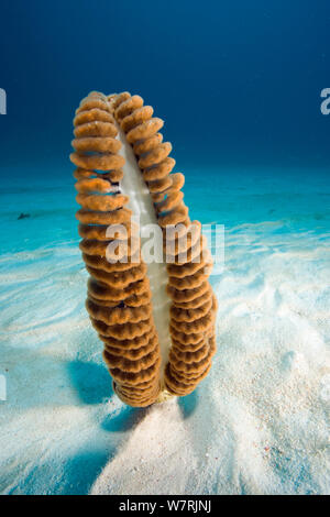 sea pen Pteroeides sp Raja Ampat Irian Jaya West Papua Pacific Ocean ...