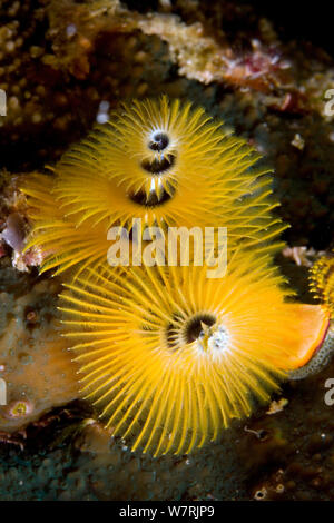 Indonesia, Raja Ampat, Christmas Tree Worm (Spirobranchus giganteus ...