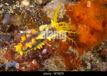 Yellow sea cucumbers [Colochirus robustus] feeding in current. Triton ...