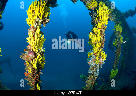 Scuba diver and Yellow Sponges Aplysina cavernicola Vela Luka Korcula ...