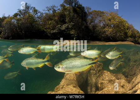 Piraputanga fish (Brycon hilarii) split level in the main spring at Rio ...
