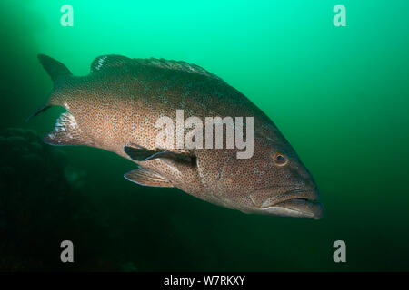 Leopard grouper (Mycteroperca rosacea), IUCN Vulnerable, Cabo Pulmo ...