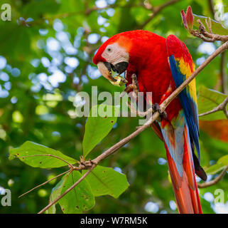 scarlet macaw (Ara macao), feeds a fruit from a tree, Costa Rica, La ...