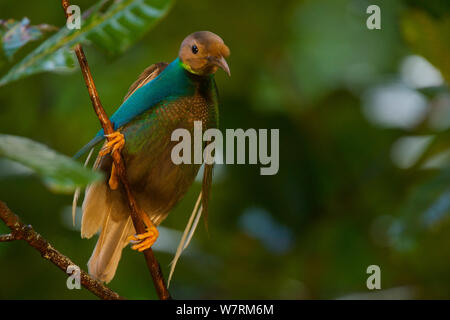 Wallace's standardwing (Semioptera wallacii) male displaying Stock ...
