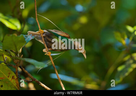 Wallace's Standardwing Bird of Paradise (Semioptera wallacei) male at ...