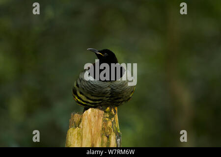 Queen victoria riflebird, Victoria's Riflebird (Ptiloris victoriae ...
