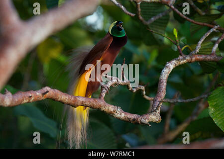 Greater bird-of-paradise (Paradisaea apoda Stock Photo - Alamy
