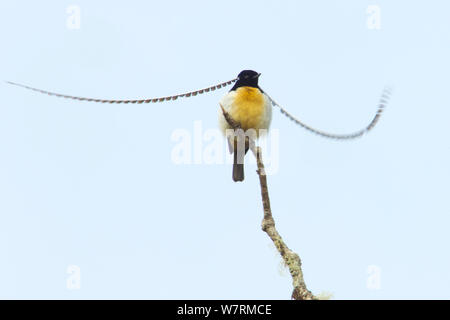 King Saxony Bird Paradise (Pteridophora alberti) adult male on calling ...