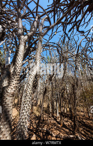 Octopus trees (Didierea trollii) in Thorny forest, Berenty Reserve ...