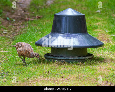A ten week old young pheasant, often called a poult, pecking at the ...