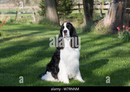 English Spring Spaniel (show type) in spring, Marengo, Illinois, USA ...