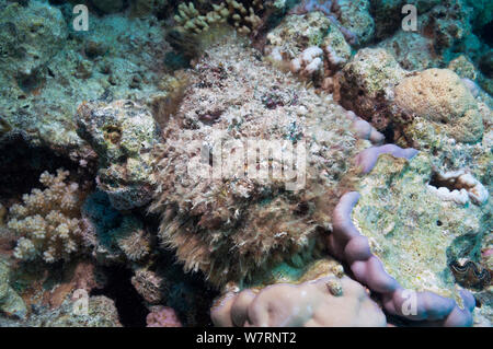 Stonefish. It is one of the most venomous fish currently known in the ...