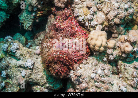 Stonefish. It is one of the most venomous fish currently known in the ...