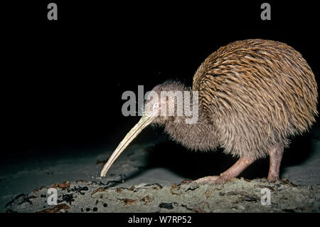 Stewart Island Brown Kiwi / Southern Tokoeka (Apteryx australis lawryi ...