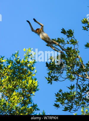 The proboscis monkey is jumping from tree to tree in the jungle ...