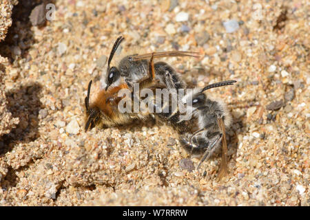Female plasterer bee, polyester bee, (Colletes cunicularius) and Red ...