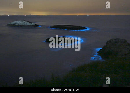 Noctiluca scintillans, commonly known as the Sea Sparkle ...