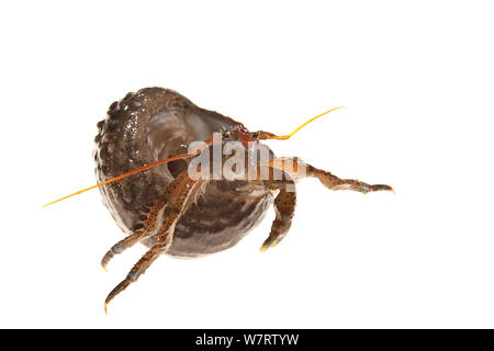 Blueband Hermit Crab (Pagurus samuelis) in Black Tegula shell (Tegula ...