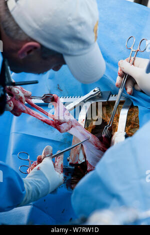Vasectomy of wild elephant (Loxodonta africana), with Dr Deena Brenner ...