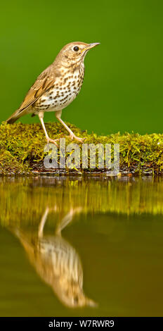 Song thrush Turdus philomelos clarkei. Queens park. Invercagill. South ...