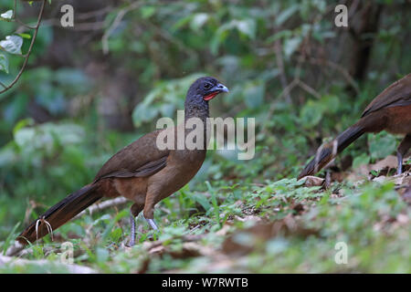 Rufous-vented Chachalaca or Cocrico, Ortalis ruficauda, in the rain ...