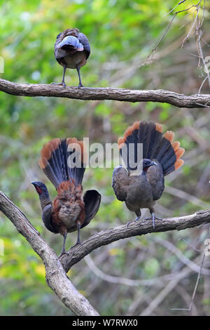 Rufous-vented Chachalaca or Cocrico, Ortalis ruficauda, in the rain ...