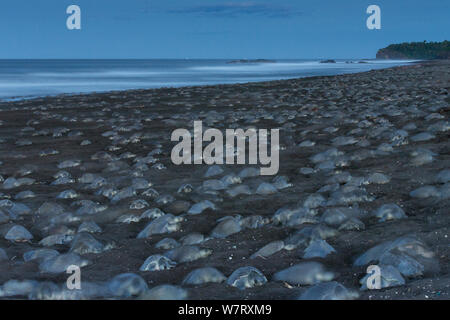 Arribada of Olive Ridley Turtles (Lepidochelys olivacea) return to ...