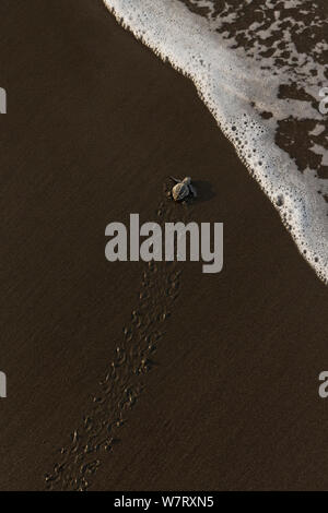 Turtles tracks in sand on Selingan Island, Turtle Islands Park, Sabah ...