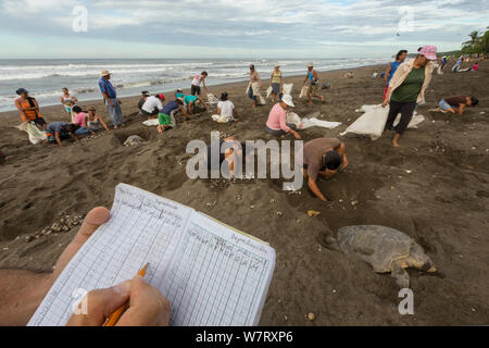 Villagers collecting eggs from olive ridley sea turtles (Lepidochelys ...