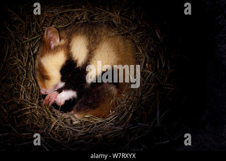 Common Hamster (Cricetus cricetus) hibernating underground in burrow ...