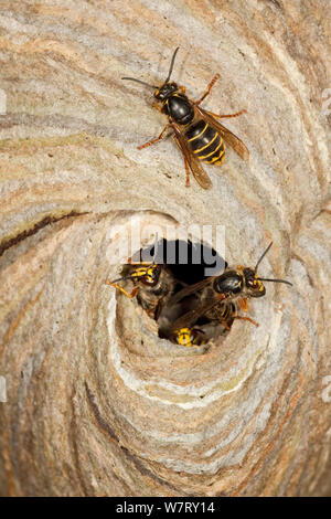 Median Wasp (Dolichovespula media) Insecta Stock Photo - Alamy