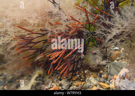 Discoid forkweed (Polyides rotundus) growing in a rockpool alongside a ...