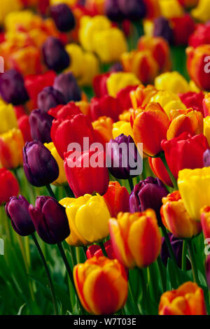 The RoozenGaarde tulip gardens in the Skagit Valley, Washington, USA ...