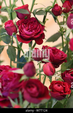 Myanmar State Counselor Daw Aung San Suu Kyi poses with a pot of roses ...