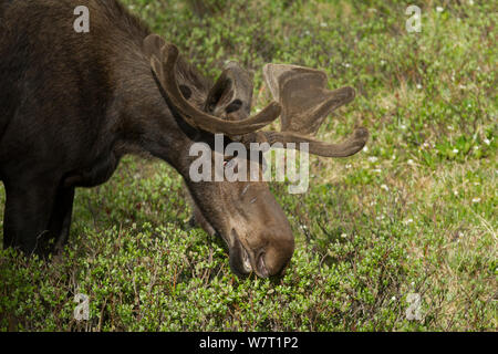 Moose (Alces alces shirasi) feeding on Willow (Salix sp), Grand Teton ...
