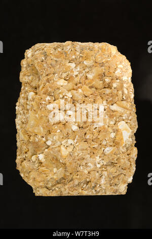 Coquina (Sedimentary rock), Florida Stock Photo - Alamy