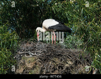 Spanish sparrow (Passer hispaniolensis) with nesting material in its ...