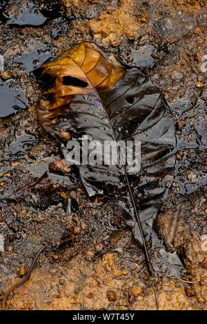 Petroleum extraction in African rainforest - water supply to oil ...