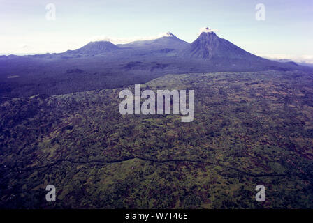 ZAIRE Central Africa Virunga mountain range Animals Apes Single Wild ...