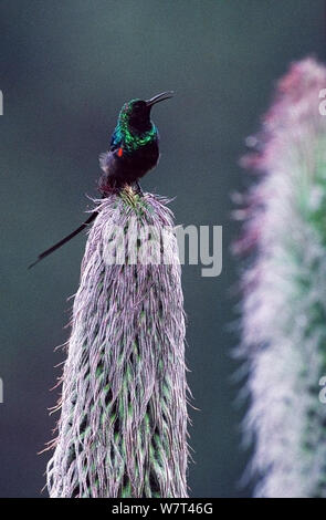 Malachite, Democratic Republic of Congo, Africa Stock Photo - Alamy