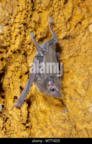 African sheath-tailed bats (Coleura afra) roosting and flying in a cave ...