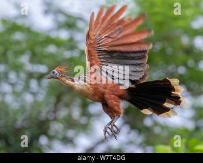 Hoatzin, Amazon Rainforest Stock Photo - Alamy