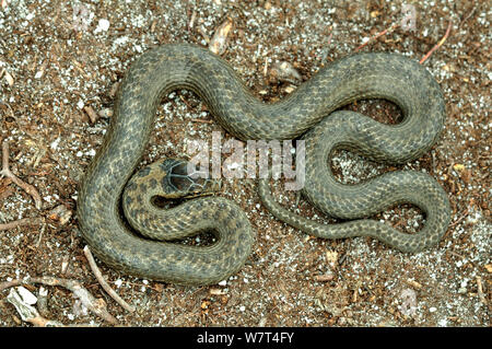 Smooth snake photographed at Arne RSPB reserve under the warden's ...