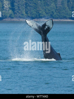Humpback Whale (Megaptera novaeangliae) doing a peduncle throw, the ...