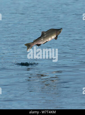 Pink Salmon (Oncorhynchus gorbuscha) jumping, Ketchikan, Alaska Stock ...