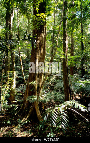 Primary forest, New Caledonia Stock Photo - Alamy