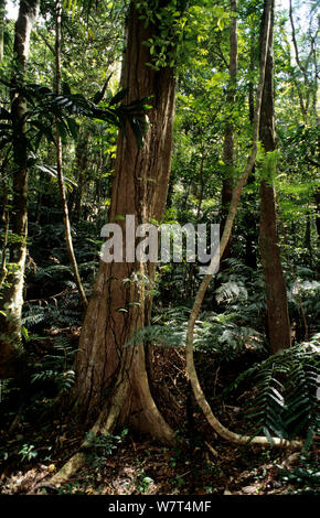 Primary forest, New Caledonia Stock Photo - Alamy