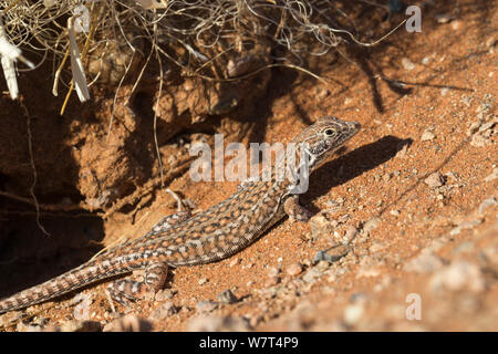 Wedge-snouted Desert Lizard (Meroles cuneirostris) adult standing on ...