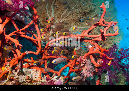 Red rope sponge (Amphimedon compressa) Egypt, Red Sea Stock Photo - Alamy