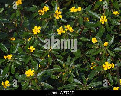 creeping water primrose yellow flowers blooming on a bright day along ...